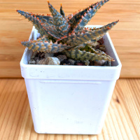 Алоэ 'Lime Fizz' - купить в интернет-магазине суккулентов :: myPlants ...