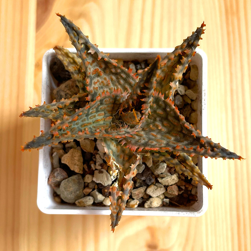 Алоэ 'Lime Fizz' - купить в интернет-магазине суккулентов :: myPlants ...